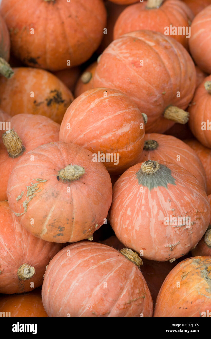 Cucurbita, Red kuri Pumpkin Stock Photo - Alamy