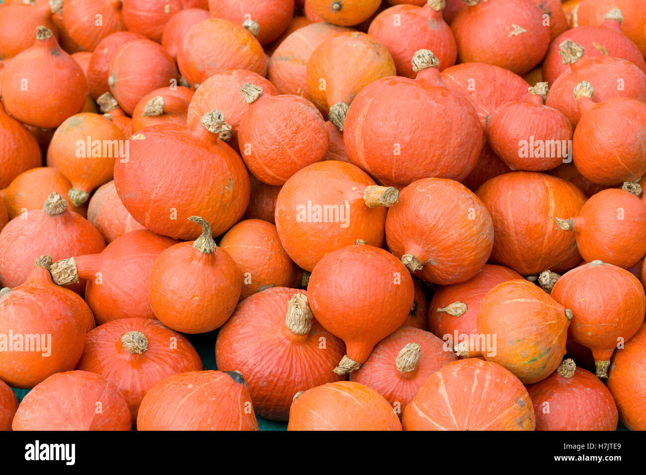Red kuri pumpkin patch hi-res stock photography and images - Alamy