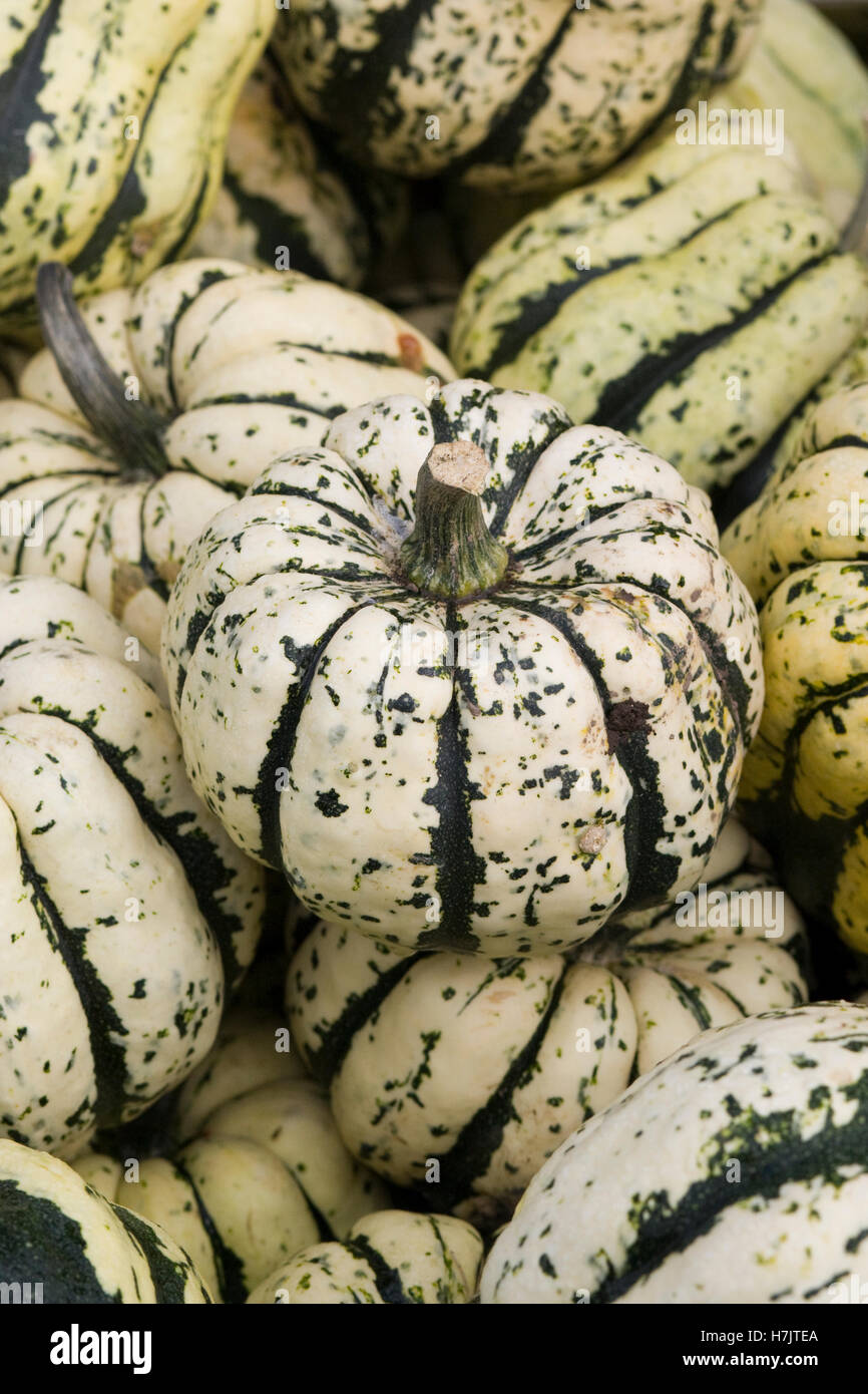 Sweet dumpling, mini squash Stock Photo - Alamy