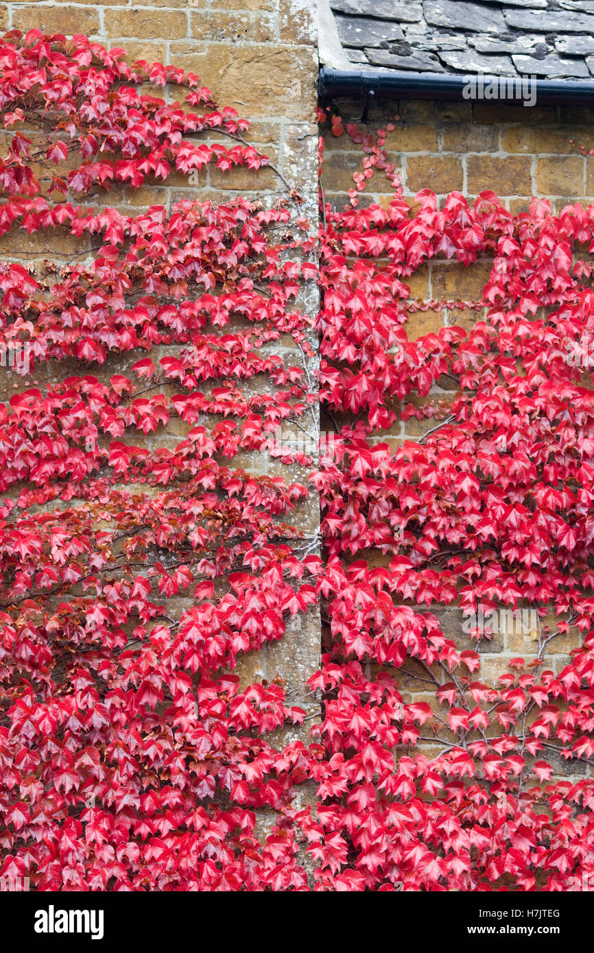 Changing tree in the Fall/Autumn in England Stock Photo - Alamy
