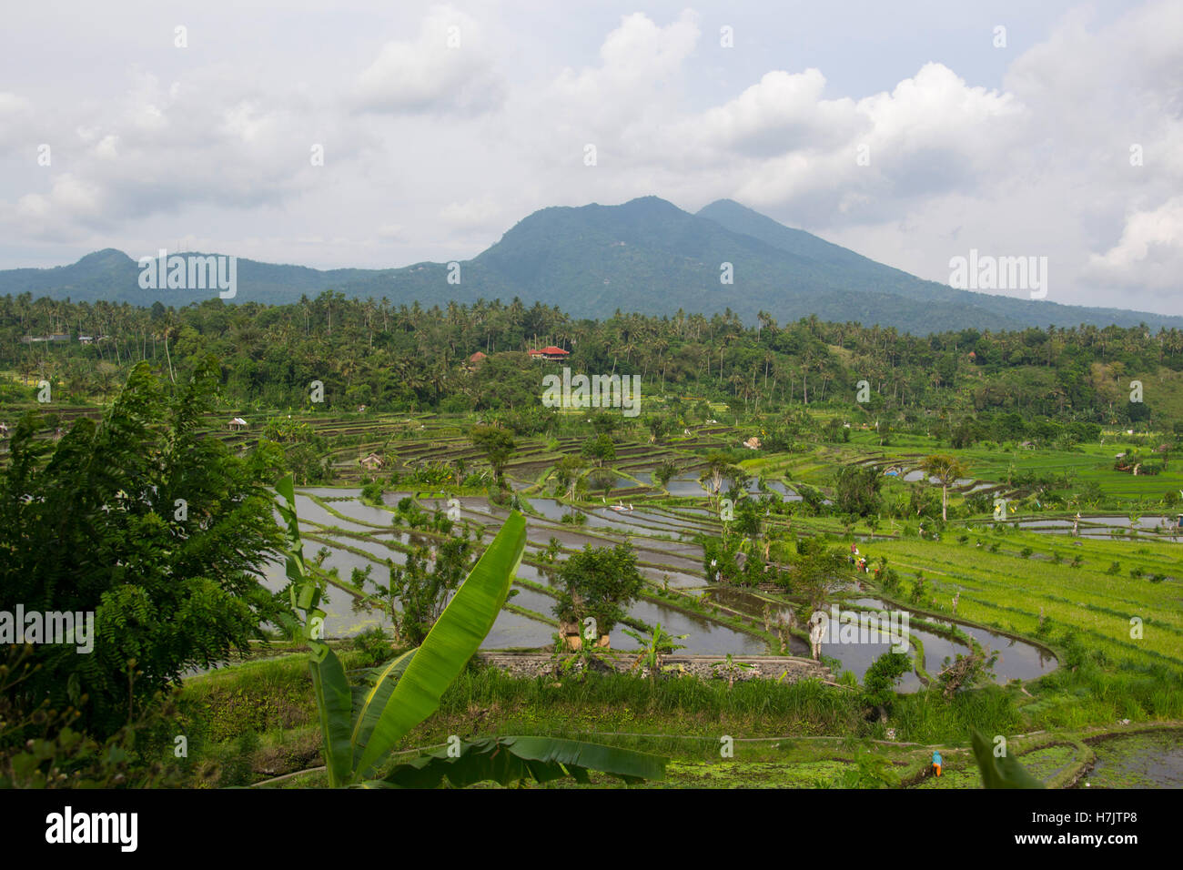 Terraced crops on beautiful hi-res stock photography and images - Alamy