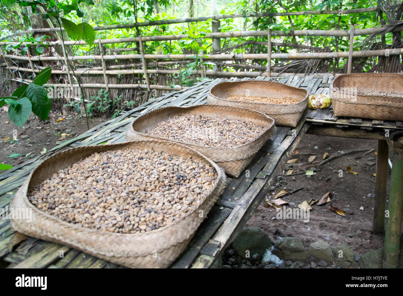 Sumatra coffee farm hi-res stock photography and images - Alamy