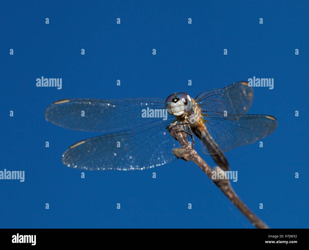 Dragonfly sitting on a stick looking for insects in the air to eat ...