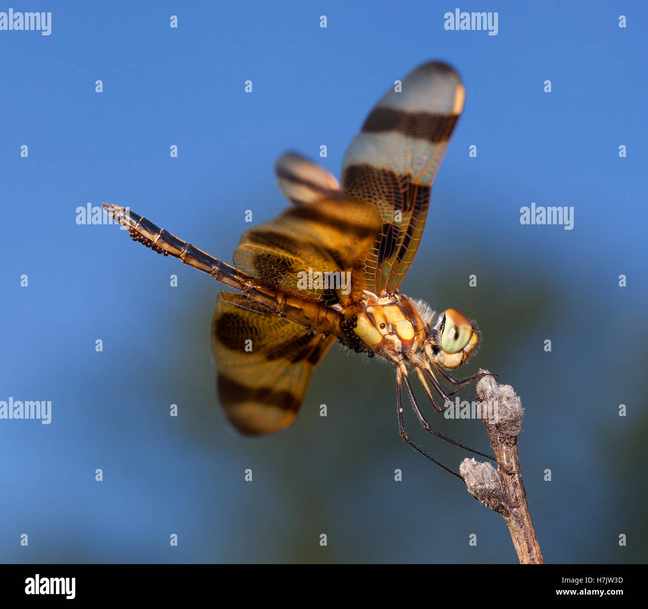 Bright orange dragonfly that is carrying eggs with the sky in the ...