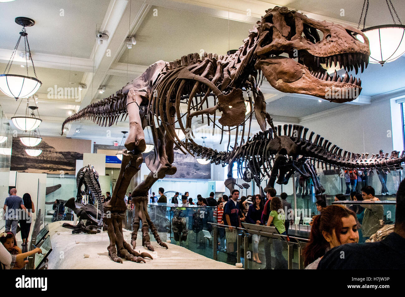 Dinosaur skeleton prehistoric monster detail T Rex Stock Photo - Alamy