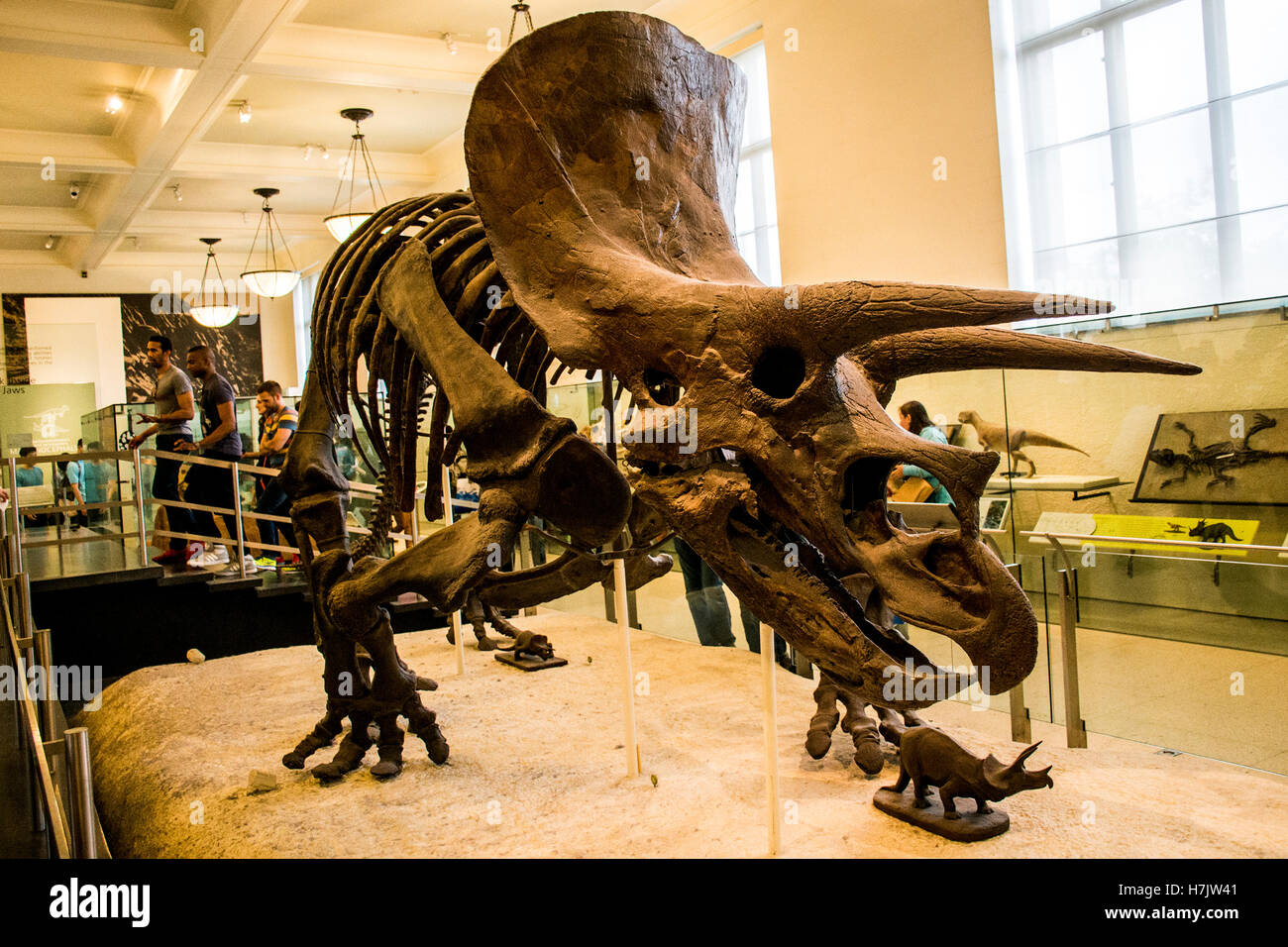 Dinosaur skeleton prehistoric monster detail Triceratops dead Stock ...