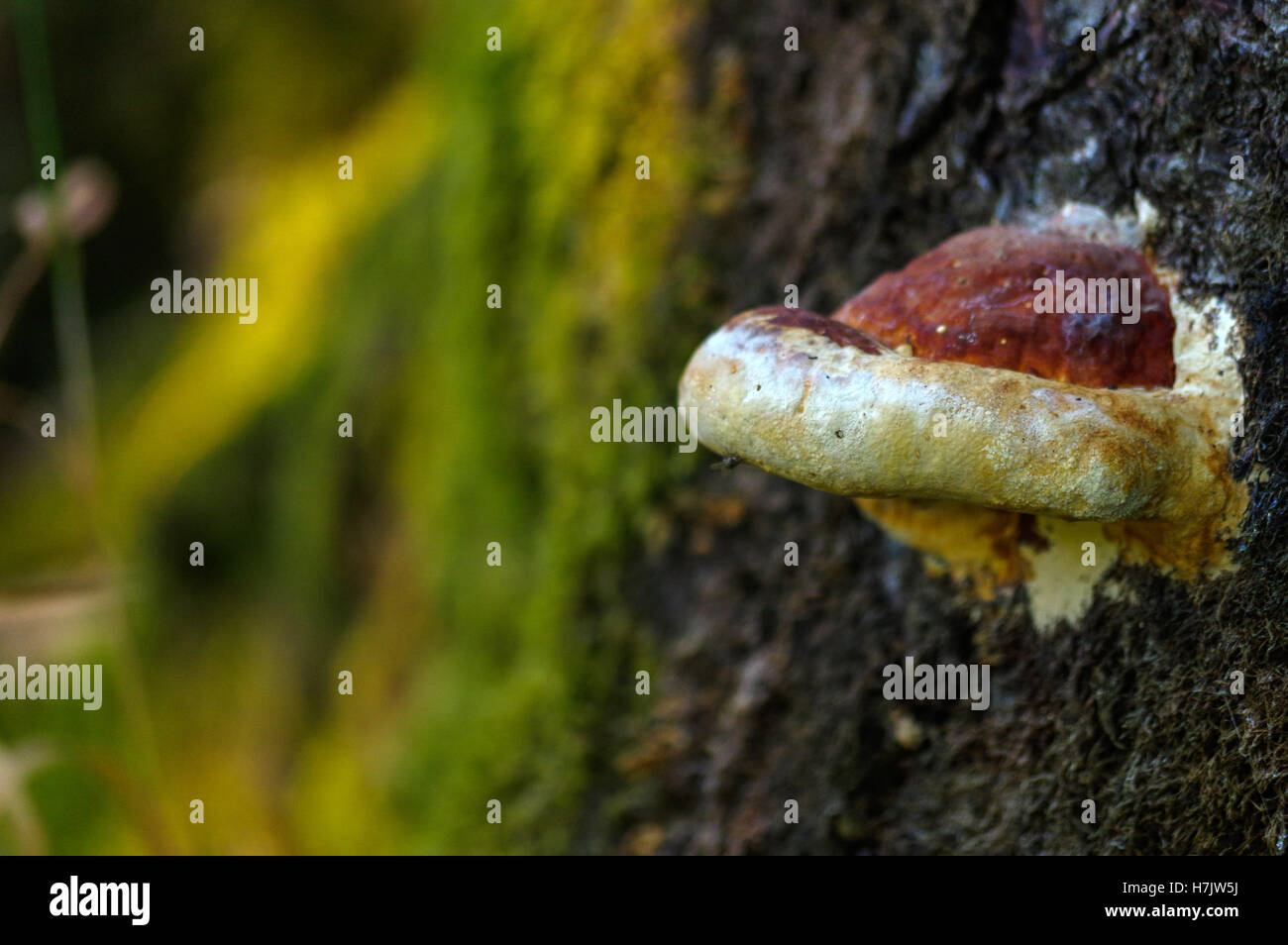 Shelf fungus british columbia hi-res stock photography and images - Alamy