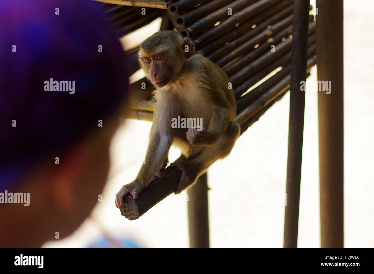 a little boyin is watching monkey in the zoo. Happy children watching ...