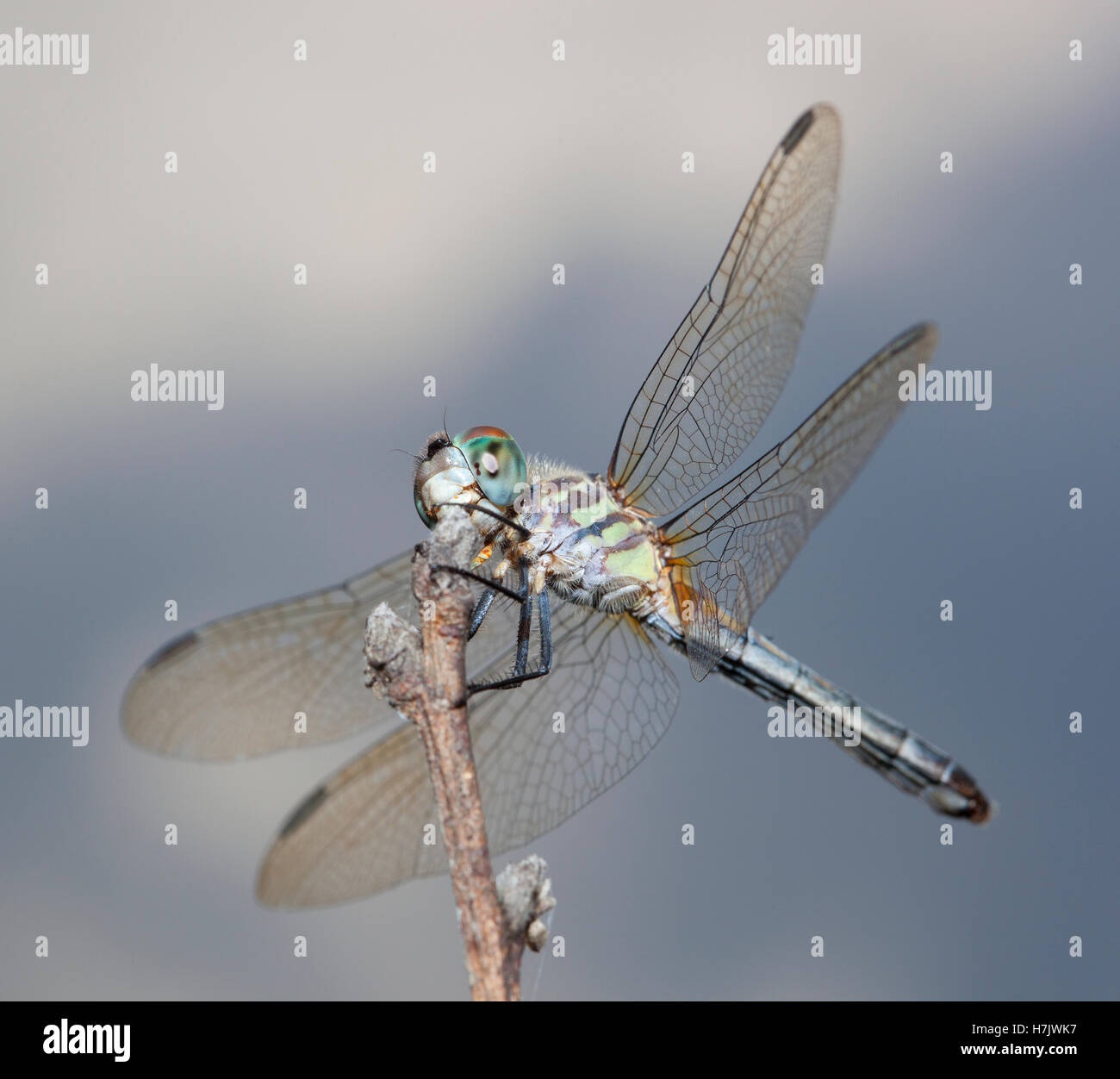 Dragonfly waiting on a stick for a snack sized bug to fly by Stock ...