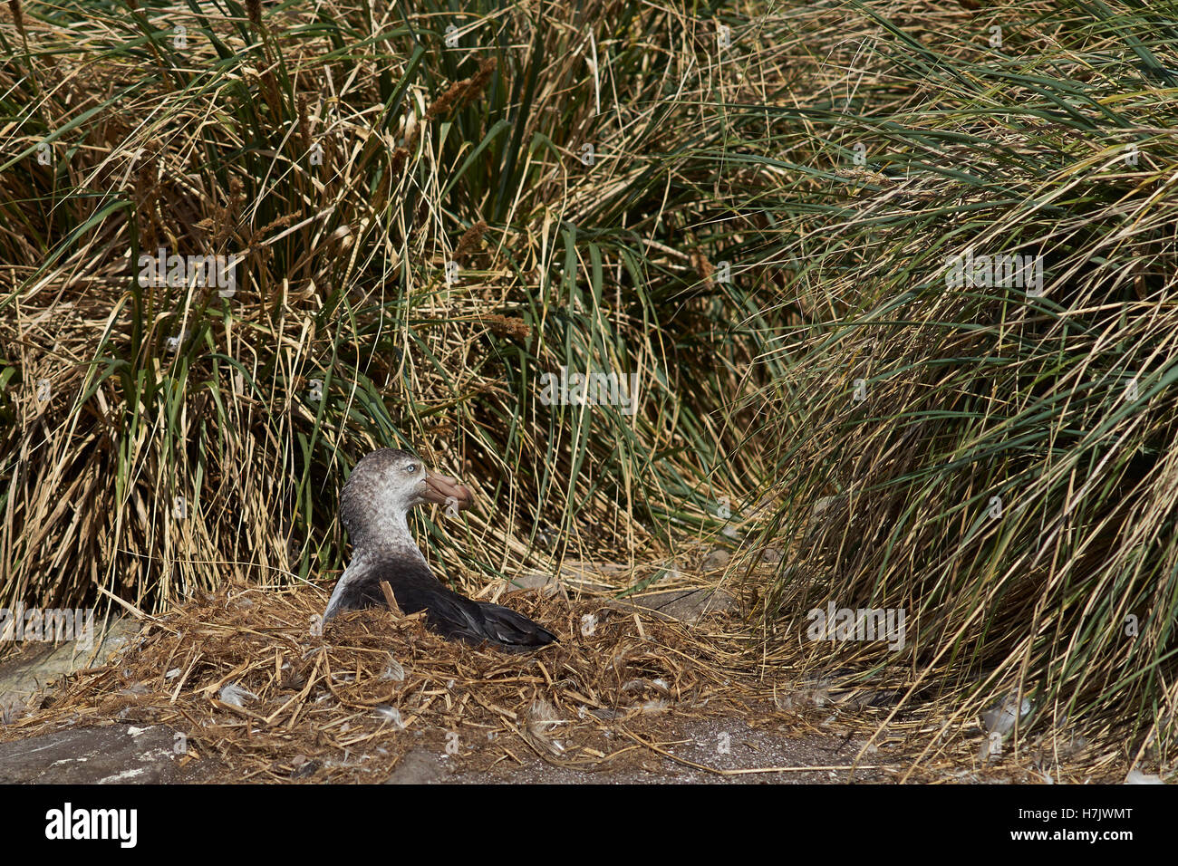 Northern Giant Petrel (Macronectes halli Stock Photo - Alamy