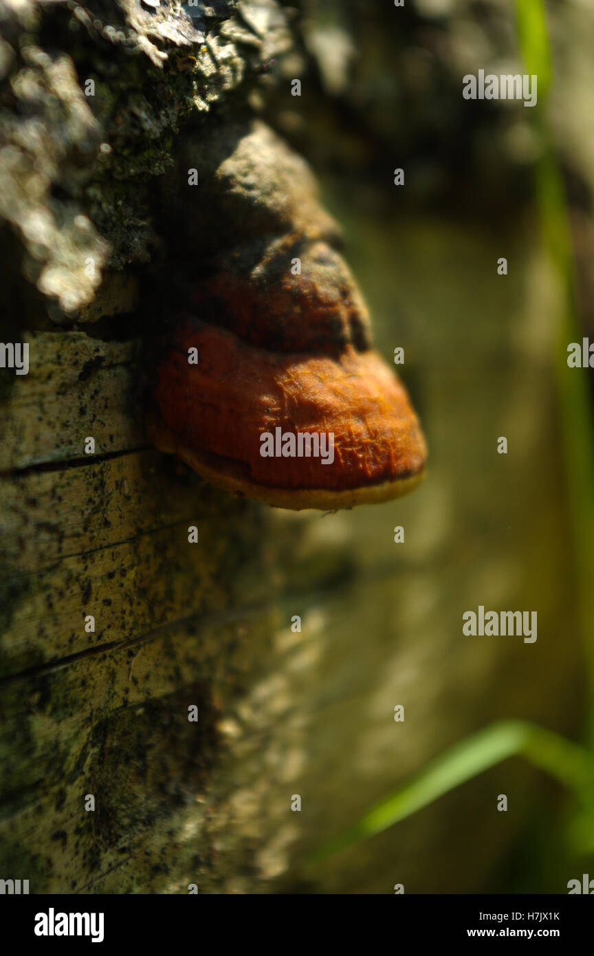 a large fungus growing on the side of a old tree Stock Photo - Alamy