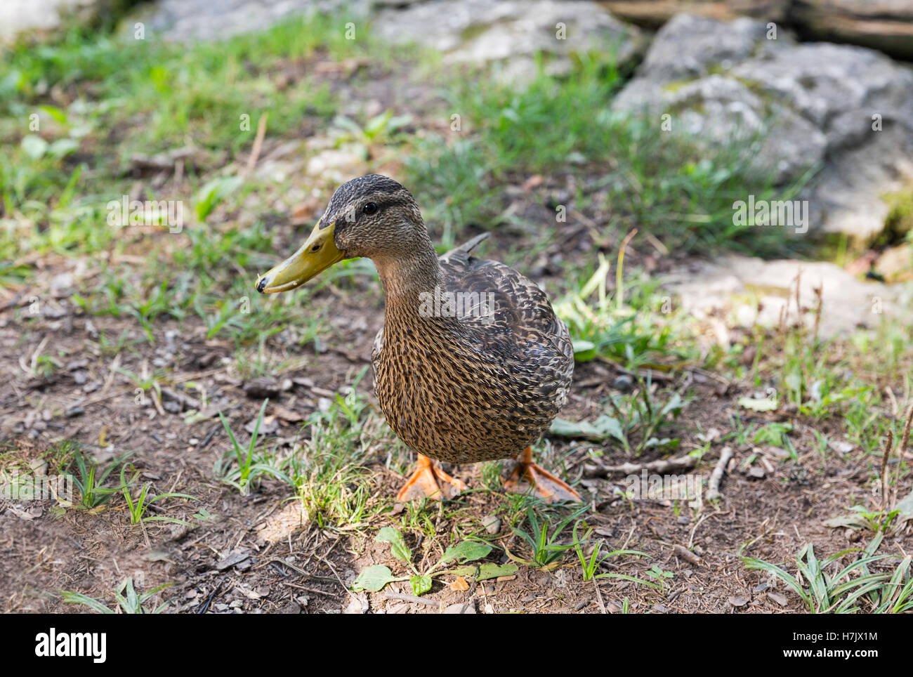 Wild duck on lake Bled in Slovenia, closeup Stock Photo - Alamy