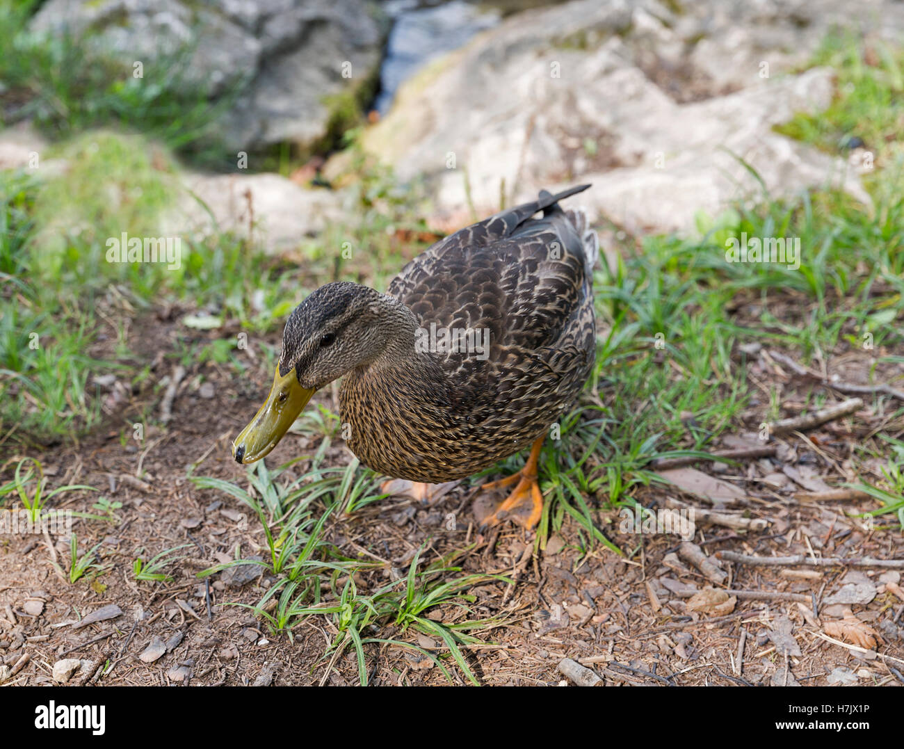 Duck lake bled hi-res stock photography and images - Alamy
