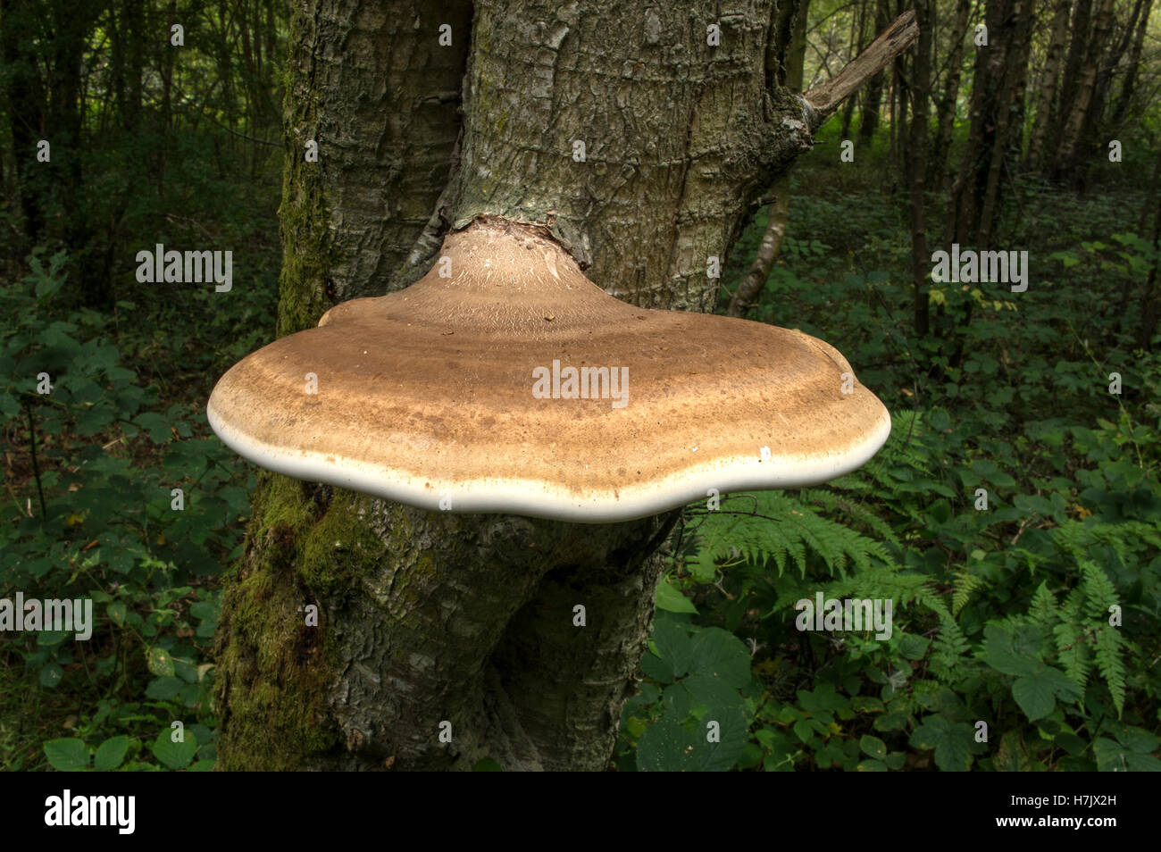 Birch Polypore. A large fungus found on Birch trees Stock Photo - Alamy