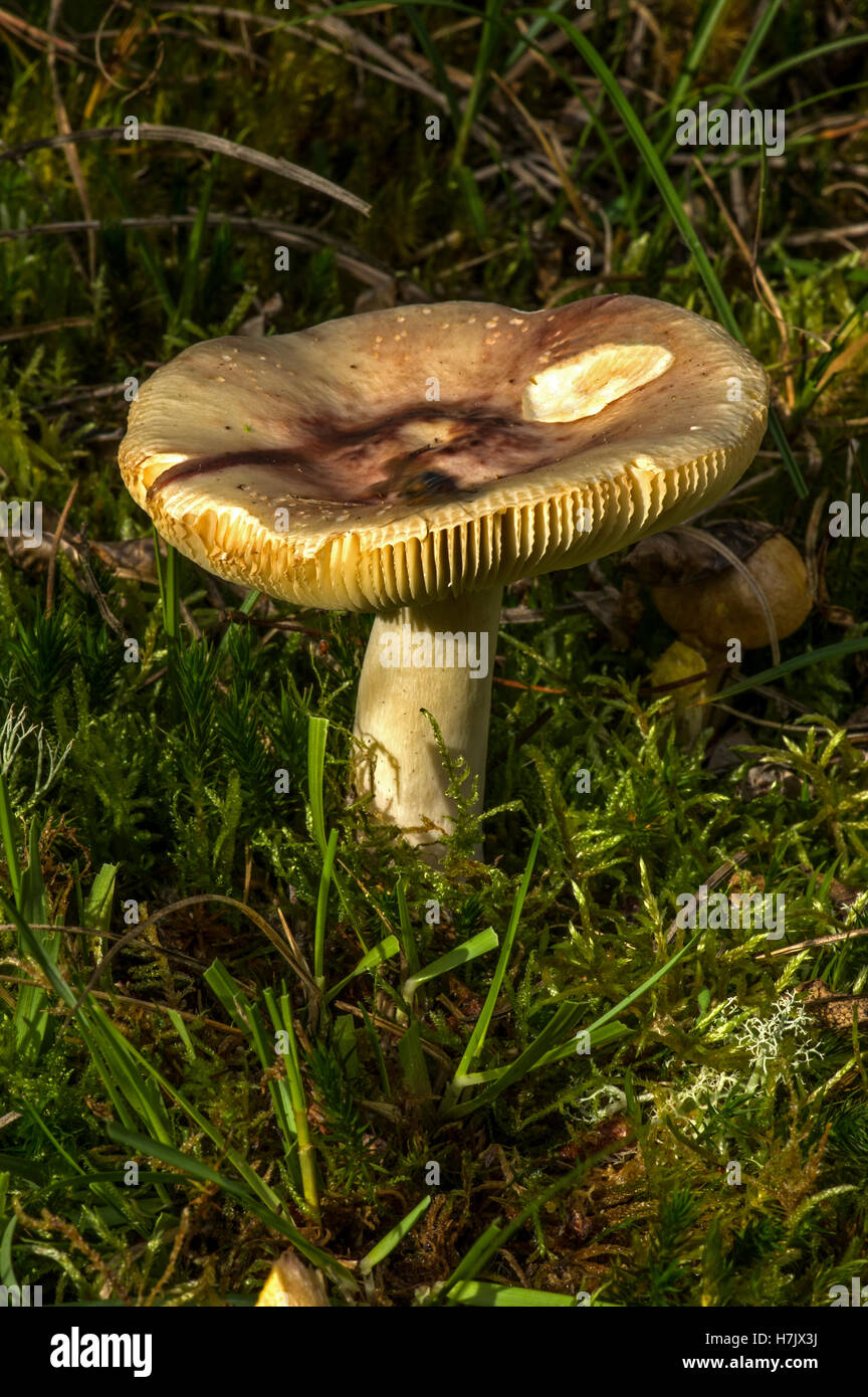 Primrose Brittlegill. A common non edible fungus of pinewoods Stock ...