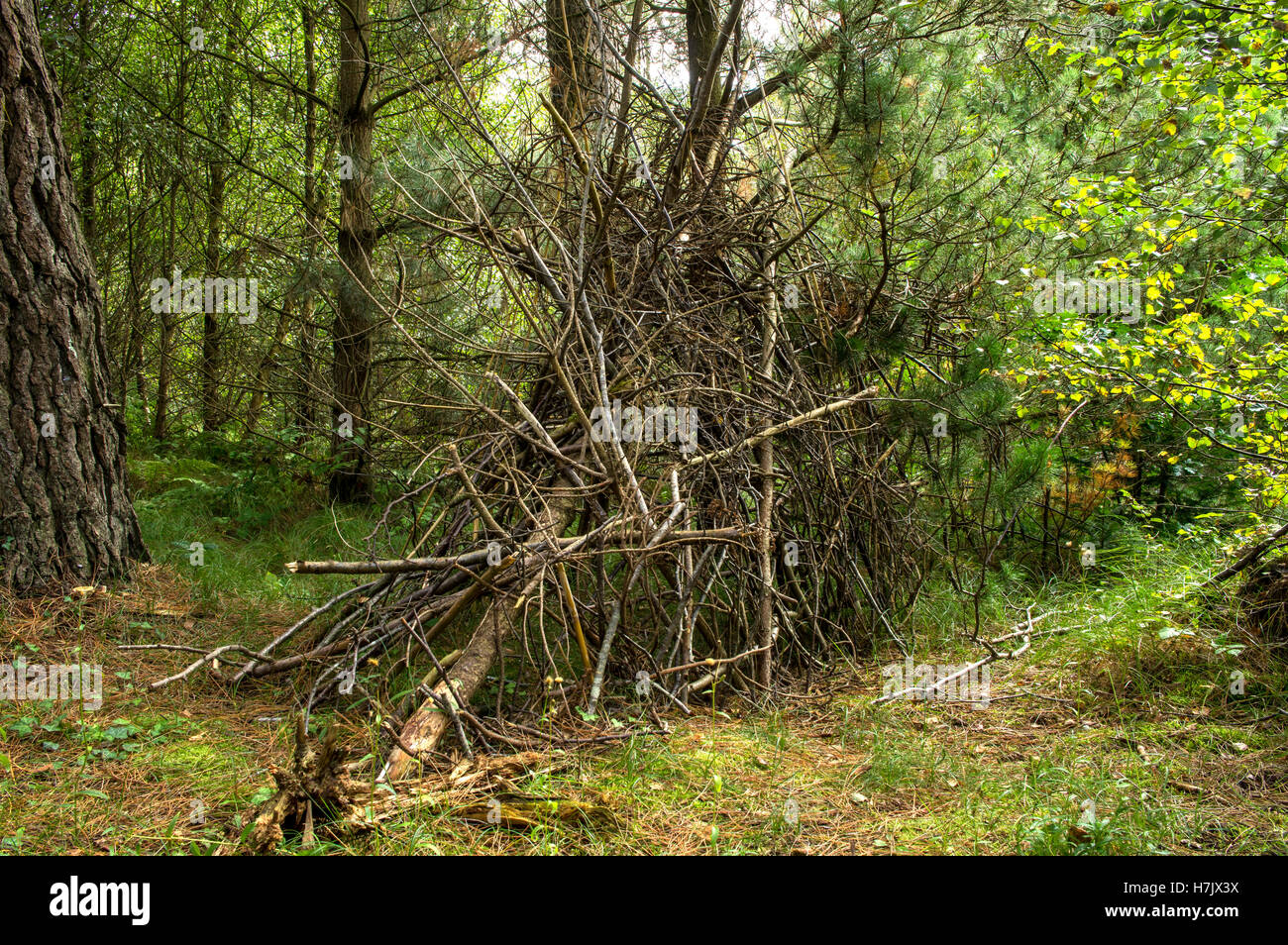 A temporary shelter made with tree branches, these branches would have ...