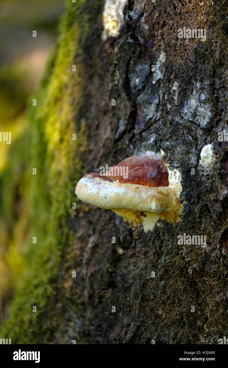 Shelf fungus british columbia hi-res stock photography and images - Alamy