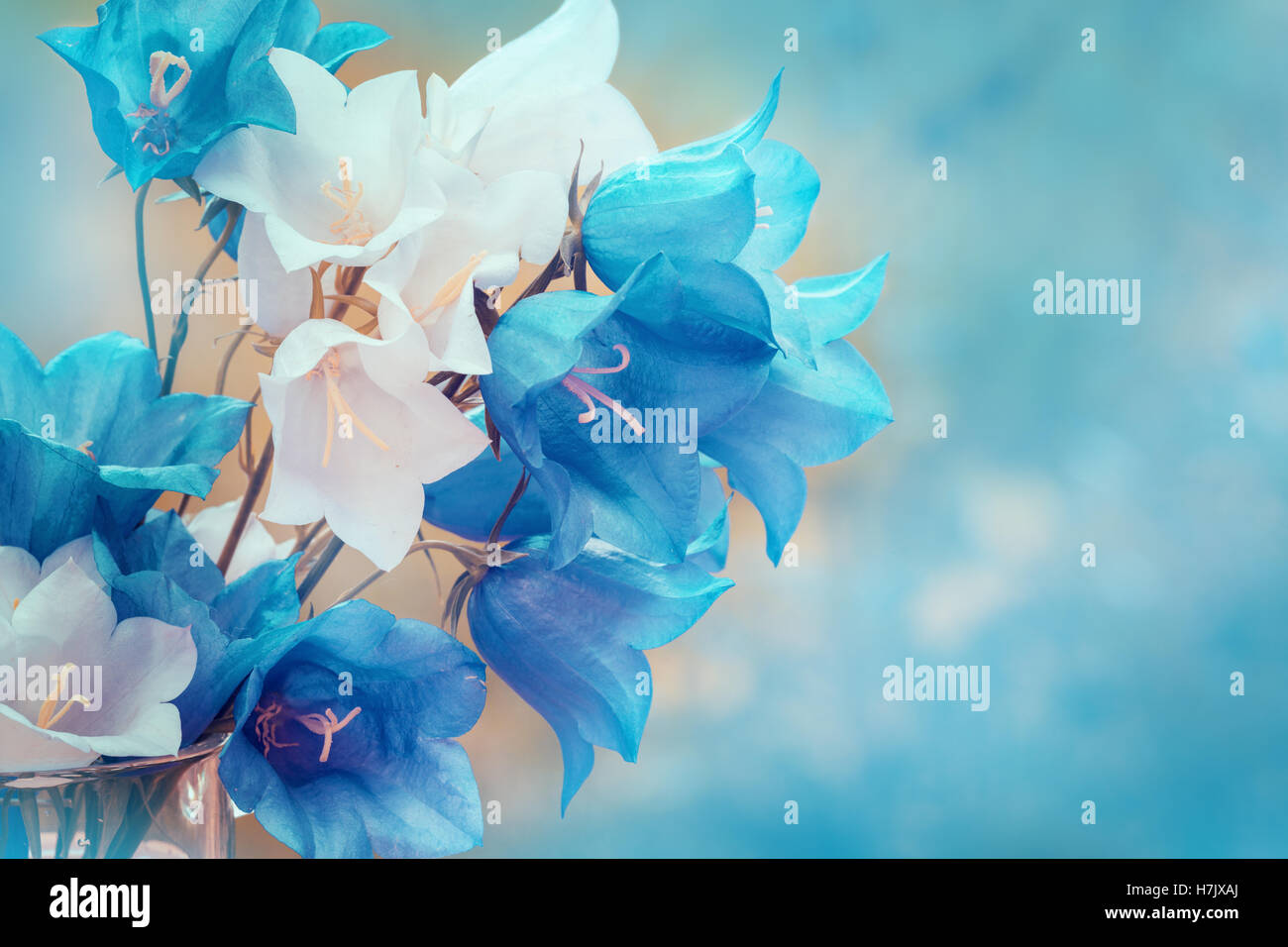 Vintage blue and white harebell flowers Stock Photo - Alamy