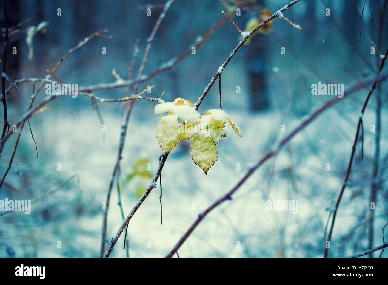 First autumn snowfall in hi-res stock photography and images - Alamy