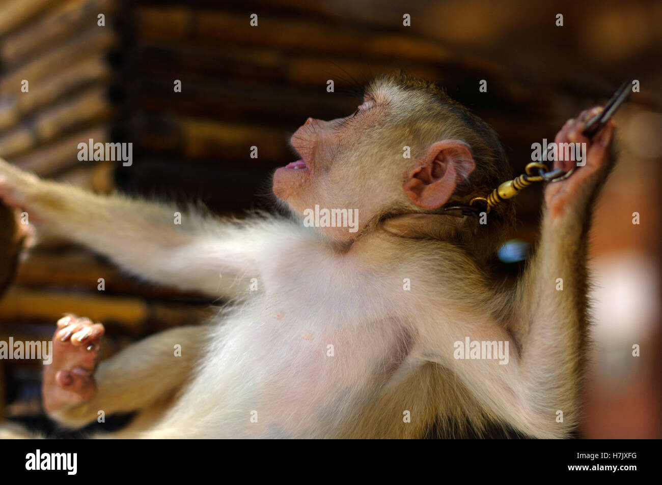 a young brown macaca monkey in Chains. Thailand Stock Photo - Alamy