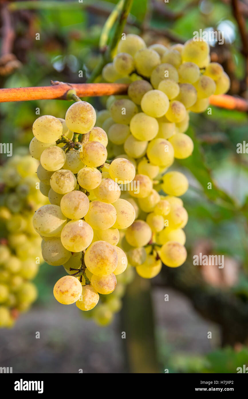 Gold grapes hi-res stock photography and images - Alamy