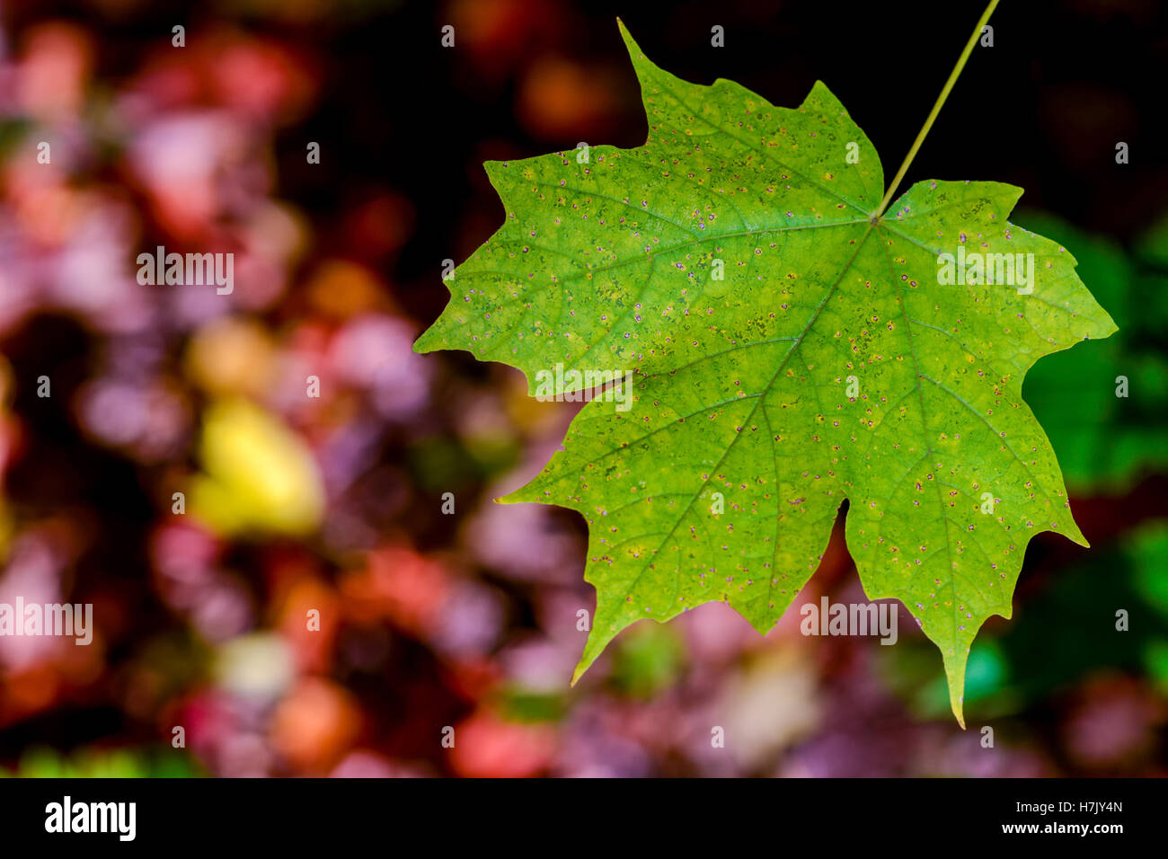 Maple leaf in natural light Stock Photo - Alamy
