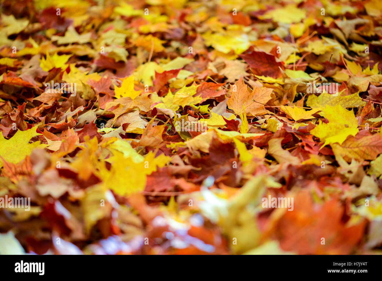 Blue fallen maple leaf hi-res stock photography and images - Alamy