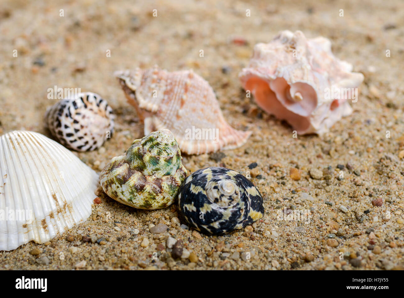 Nautilus shell in sea wave hi-res stock photography and images - Alamy