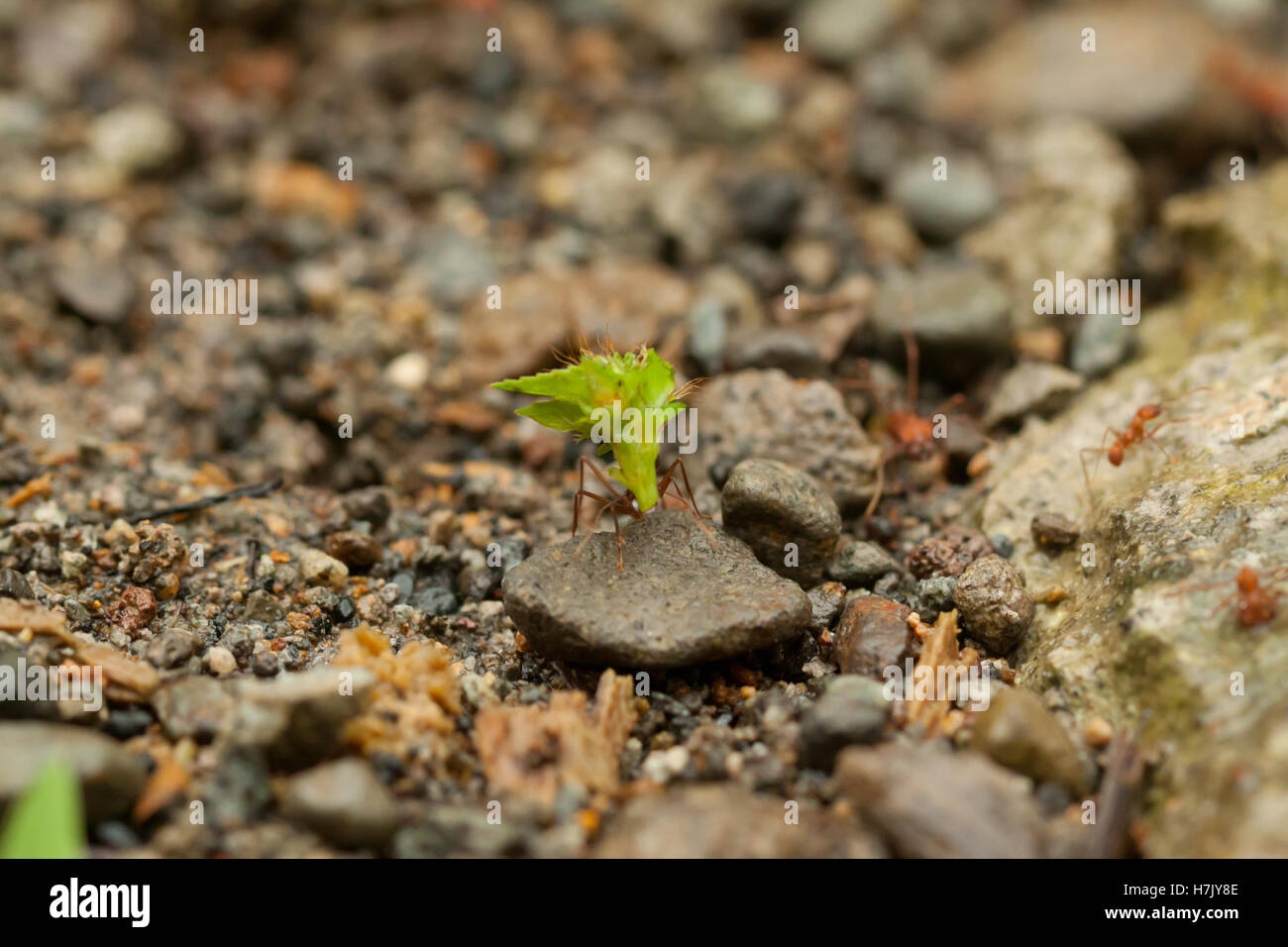 team of ants constructing, teamwork Stock Photo - Alamy team of ants constructing, teamwork Stock Photo - Alamy
