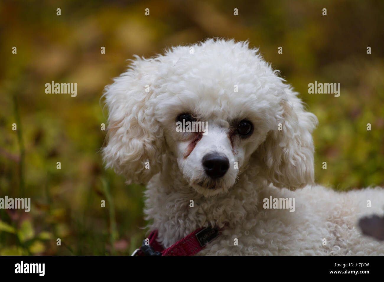 Poodle face hi-res stock photography and images - Alamy