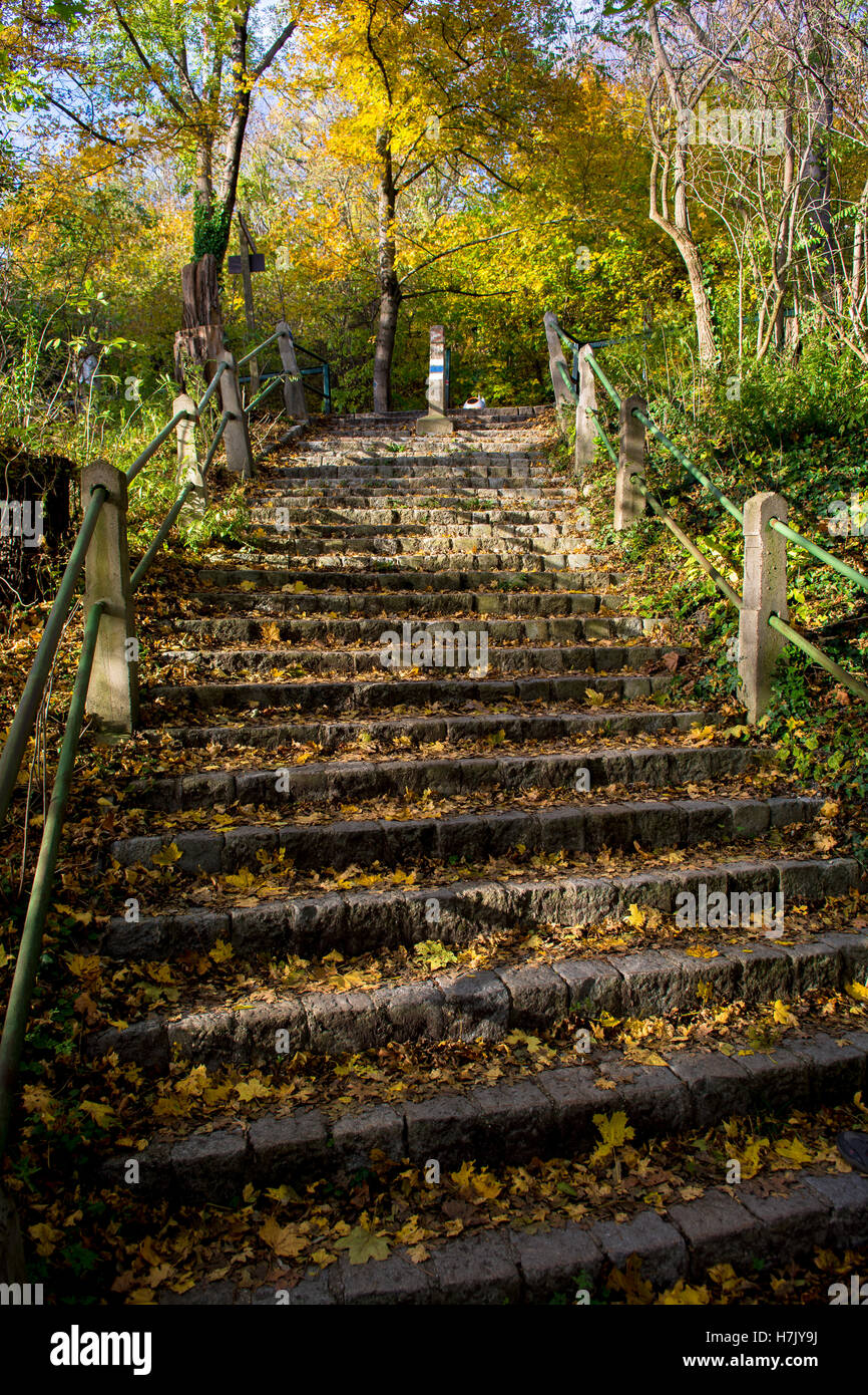 Stairs with Sunlit Steps of Cobblestones in Forest in Autumn Stock ...