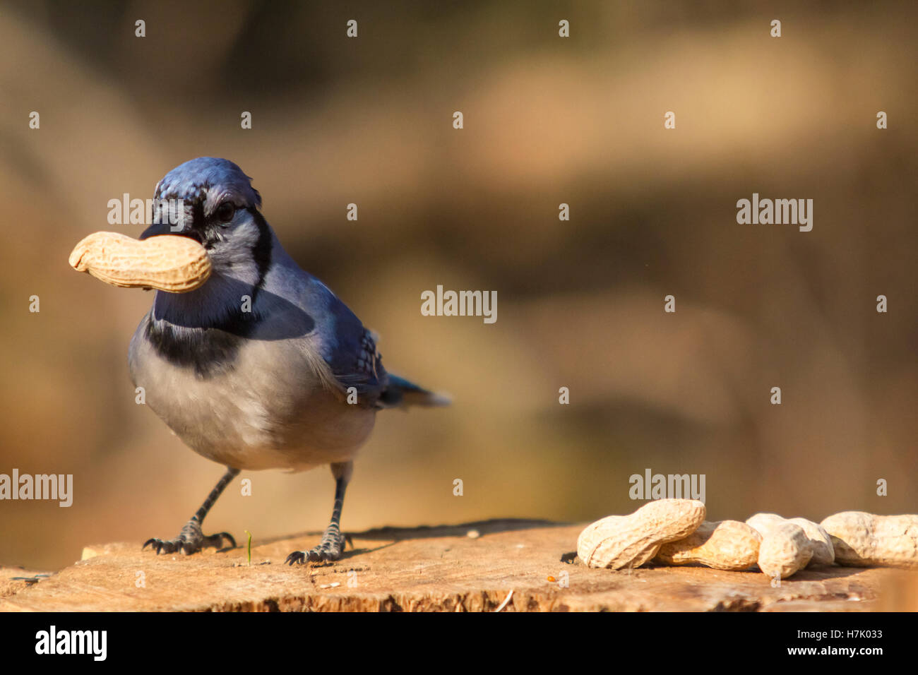 A lone blue jay feeding on some nuts Stock Photo - Alamy