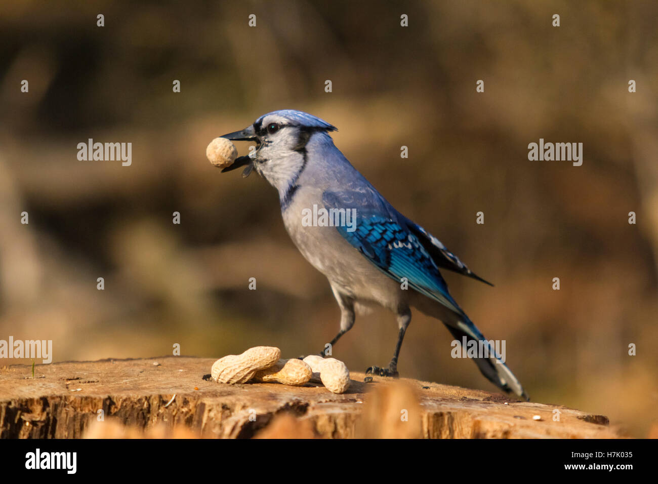 A lone blue jay feeding on some nuts Stock Photo - Alamy