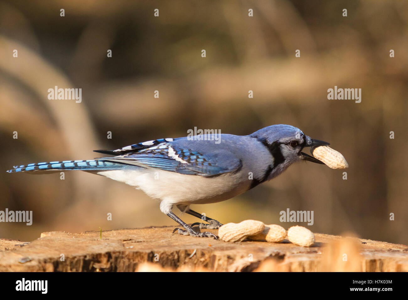 A lone blue jay feeding on some nuts Stock Photo - Alamy