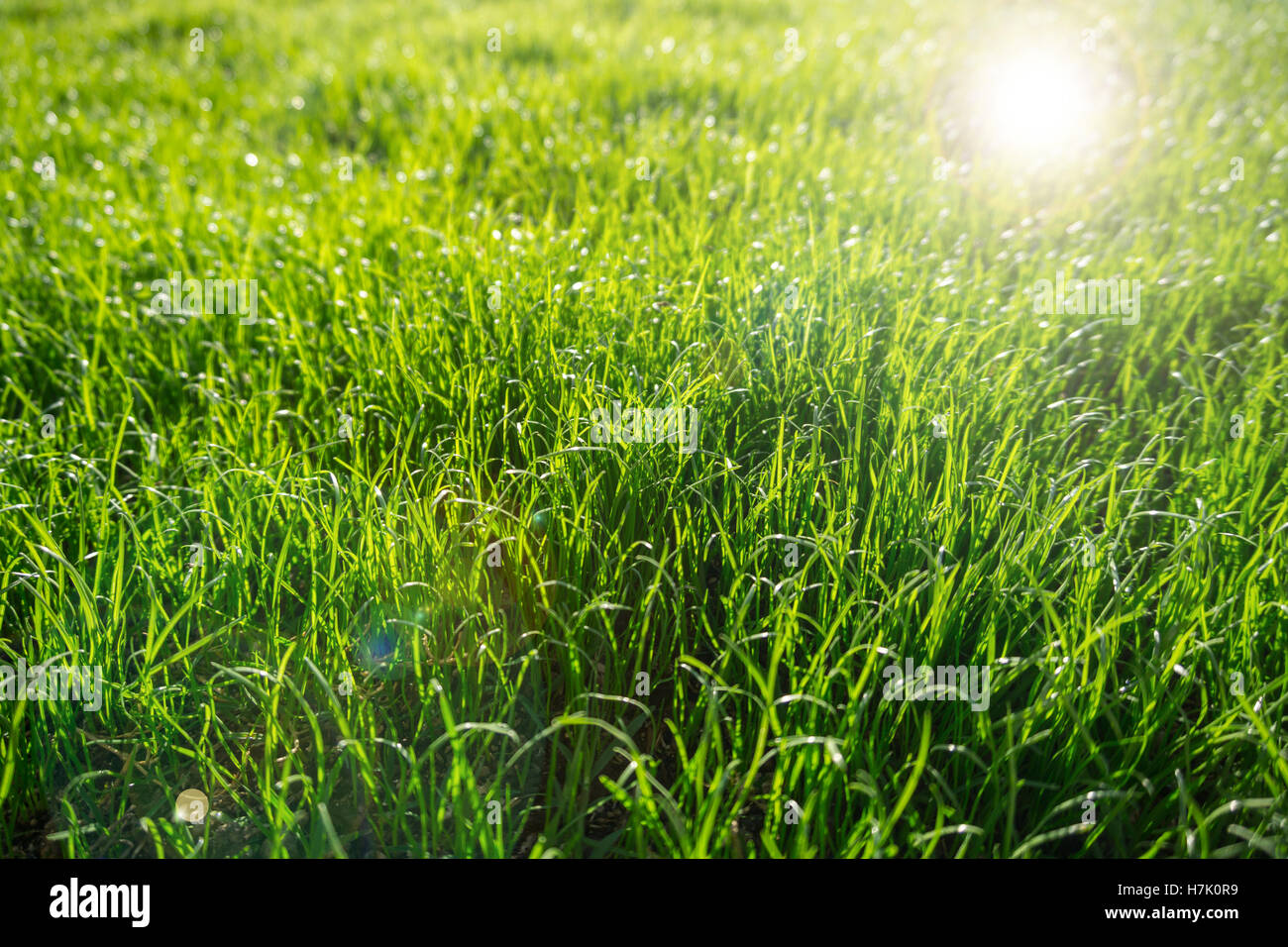 Green grass effect back-lit defocused with lens flare Stock Photo - Alamy