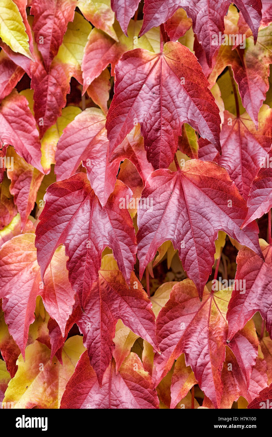 Parthenocissus tricuspidata, Boston Ivy Leaves Stock Photo - Alamy