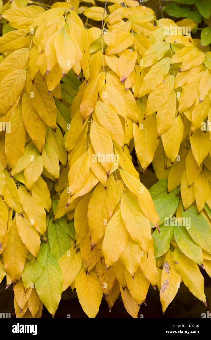 Yellowwood tree hi-res stock photography and images - Alamy