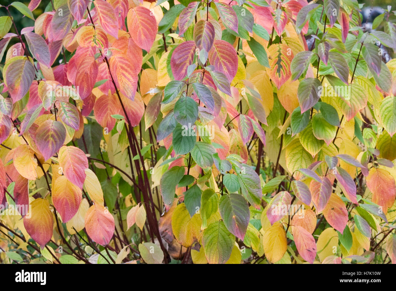 Fallen tree vines hi-res stock photography and images - Alamy