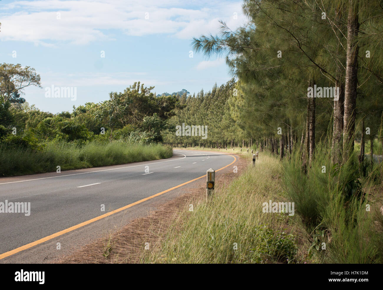 Pine Lined Road High Resolution Stock Photography and Images - Alamy