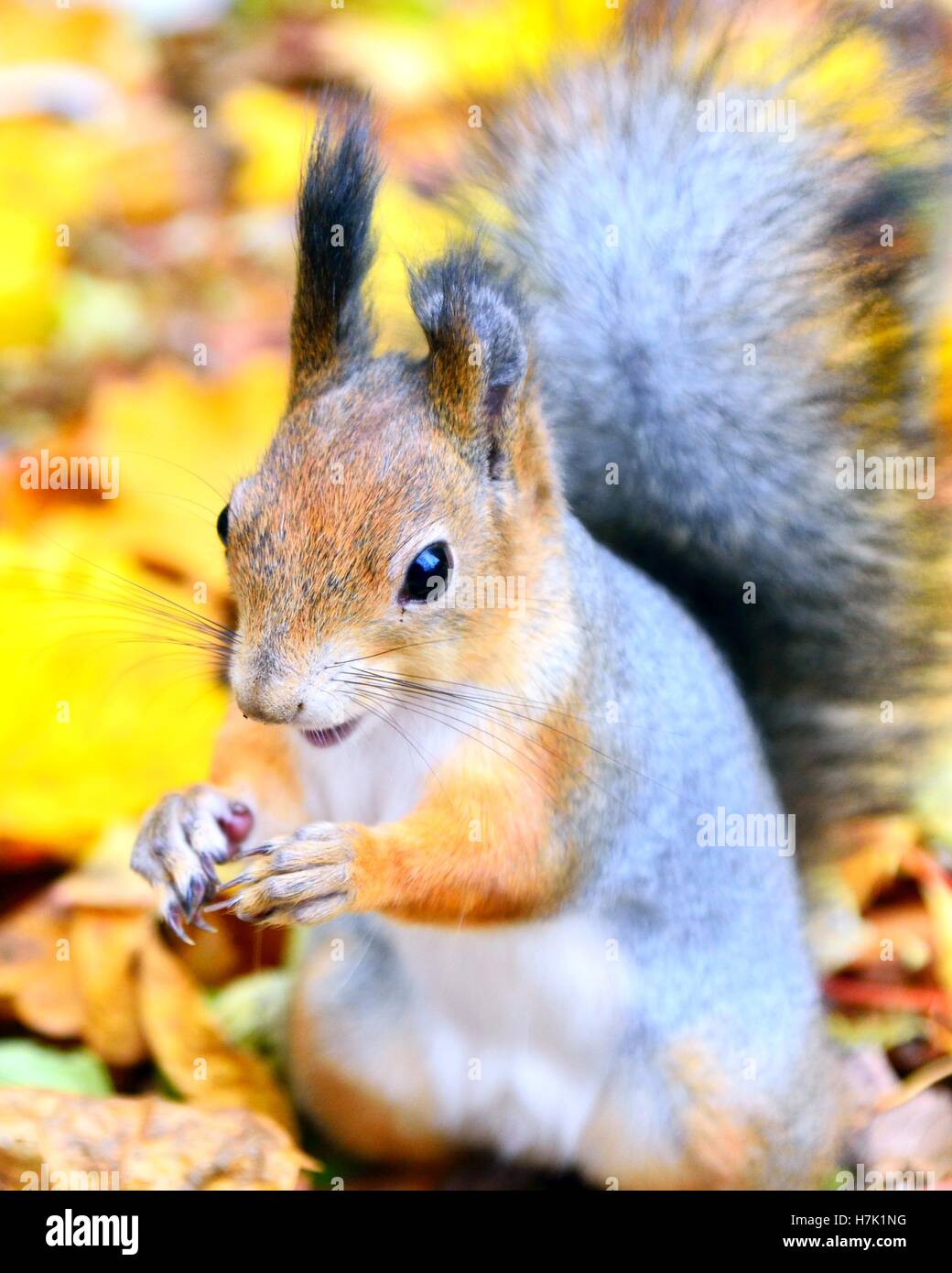 Paws extended hi-res stock photography and images - Alamy