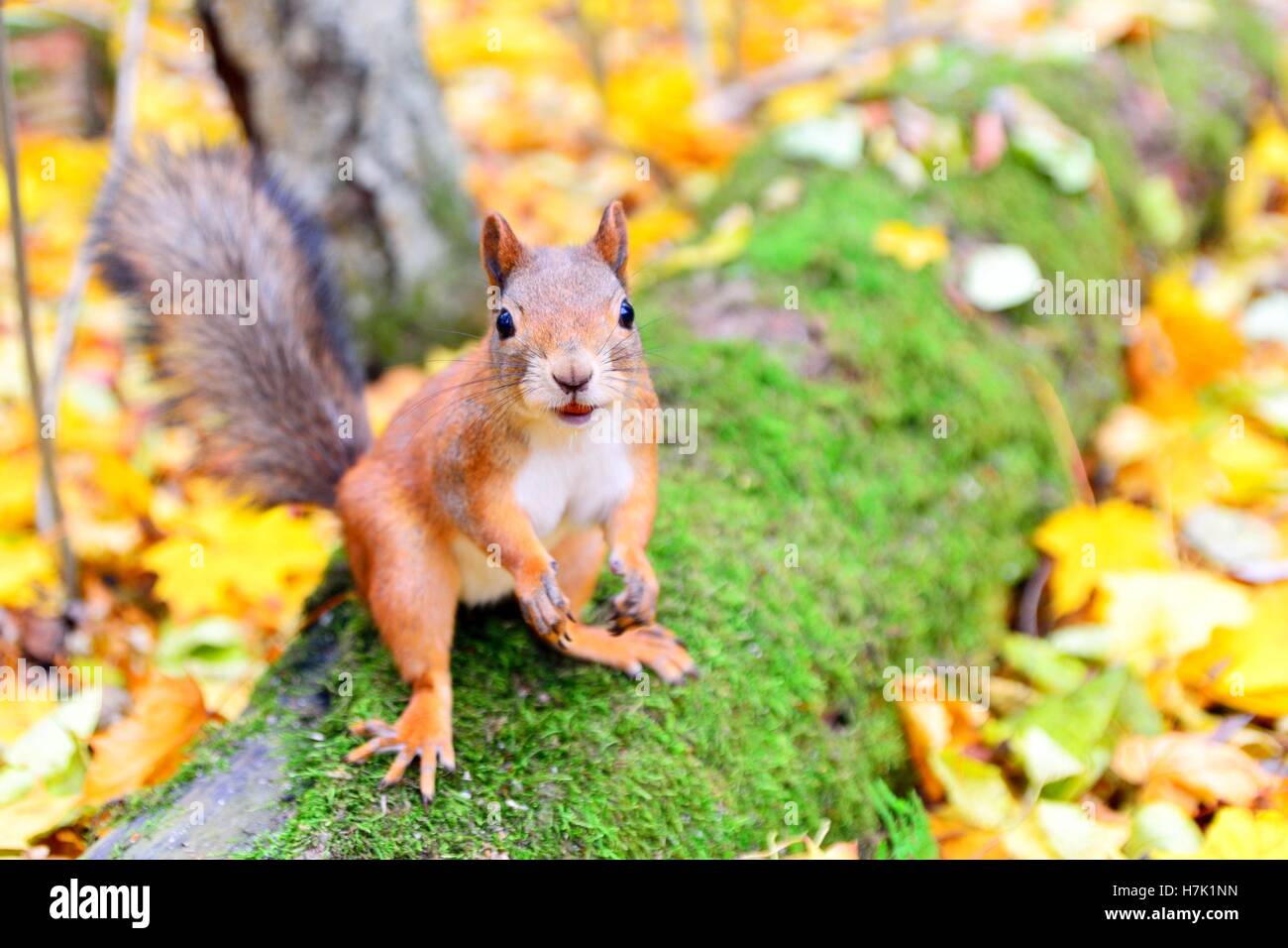 Smiling rodent hi-res stock photography and images - Alamy