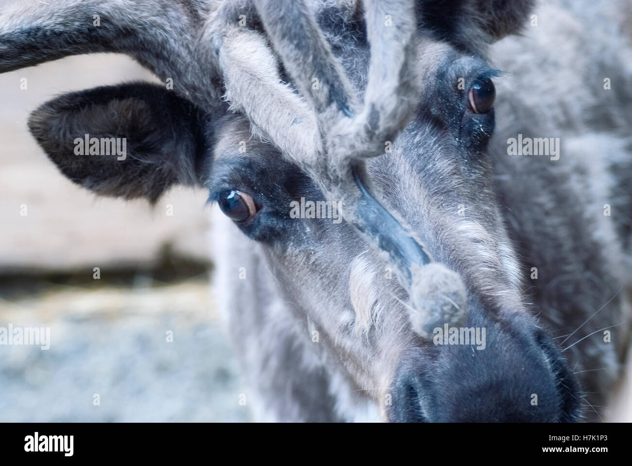 White reindeer winter farm hi-res stock photography and images - Alamy