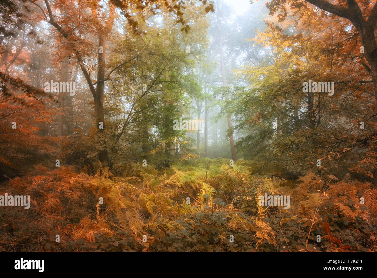Stunning vibrant evocative Autumn Fall foggy forest landscape Stock ...
