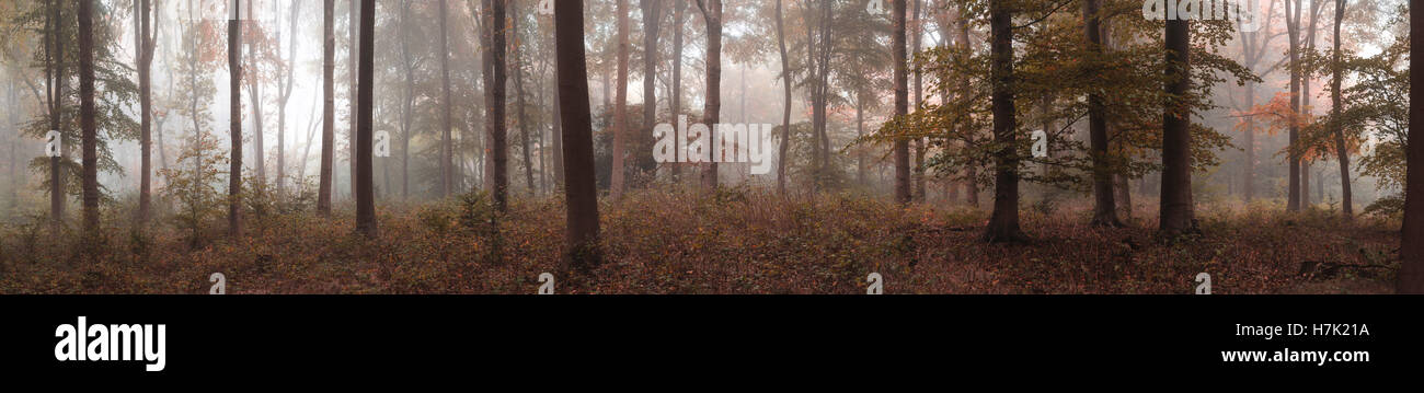 Large panorama foggy Autumn Fall forest landscape Stock Photo - Alamy