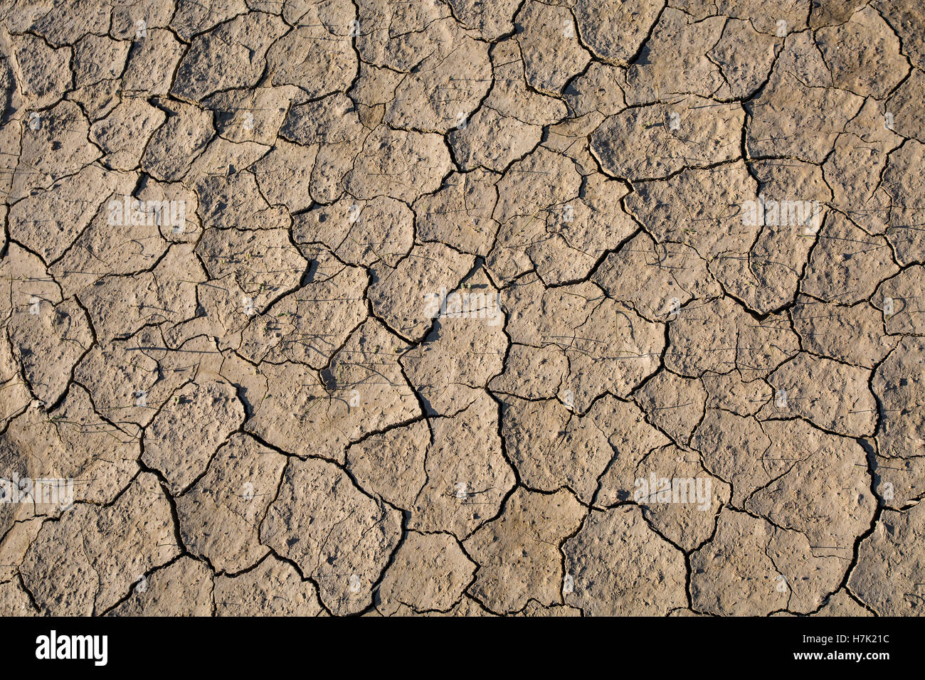 Desert Planet Texture