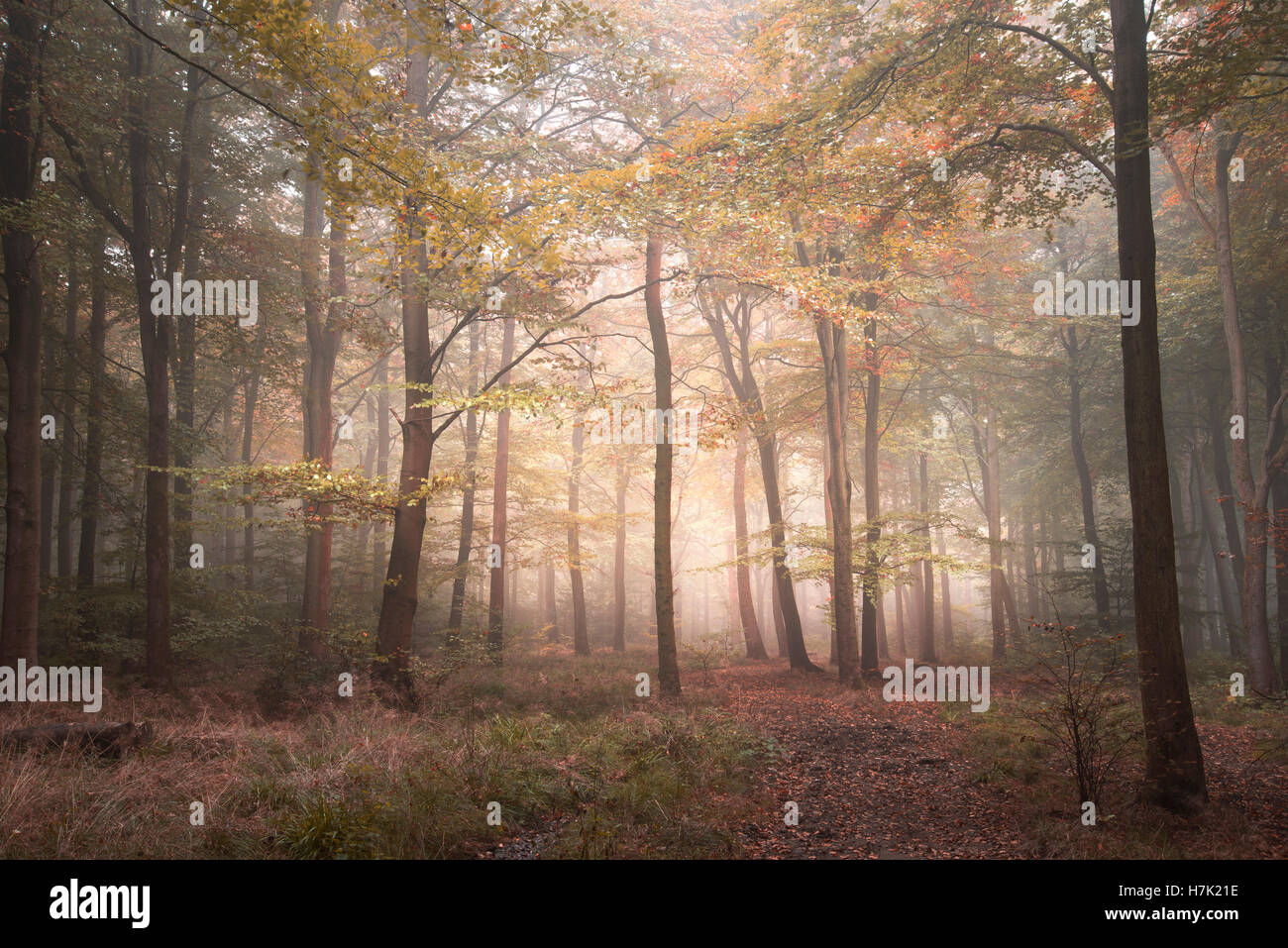 Stunning vibrant evocative Autumn Fall foggy forest landscape Stock ...