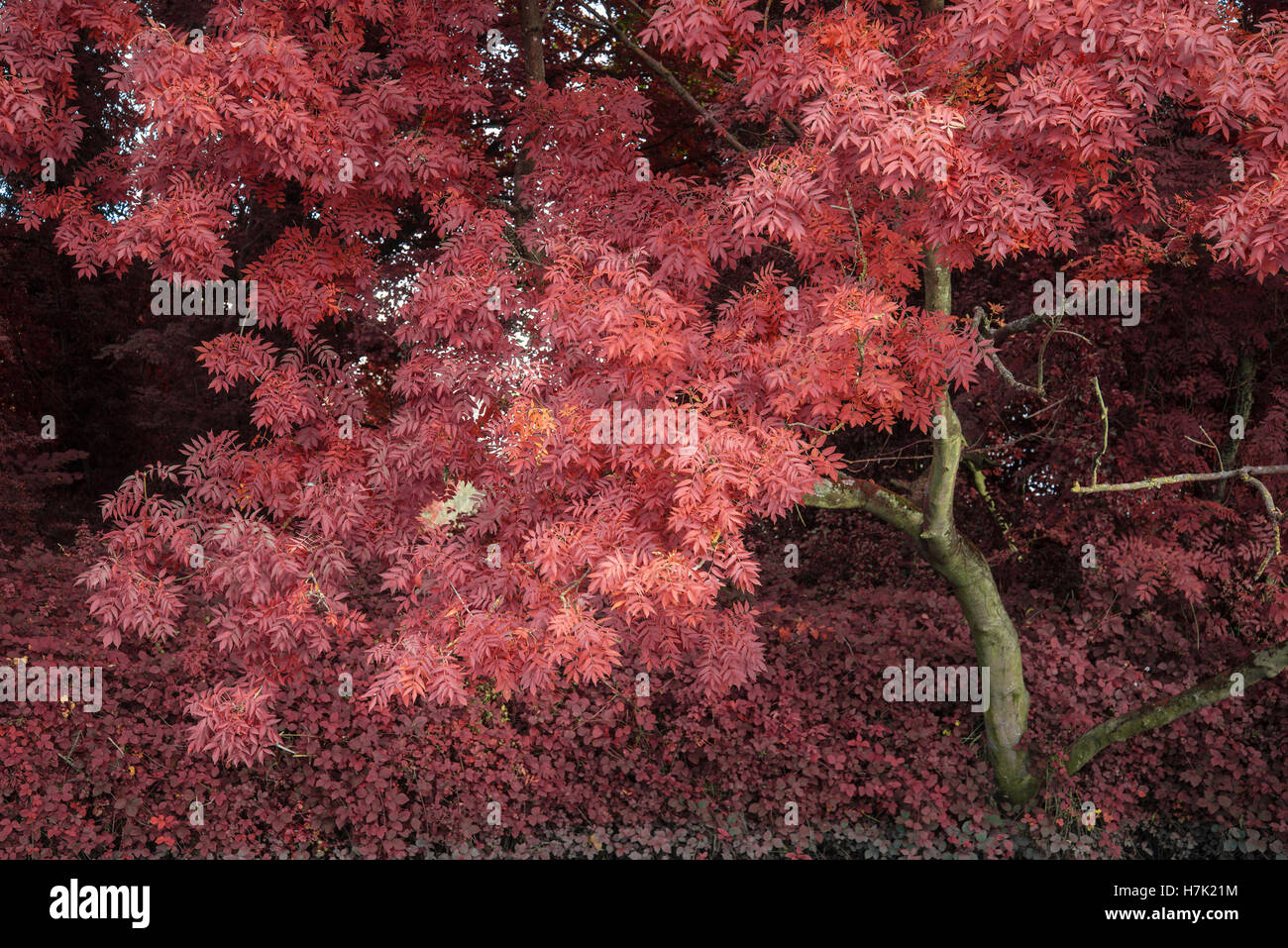 Stunning alternate color forest landscape tree concept image Stock ...