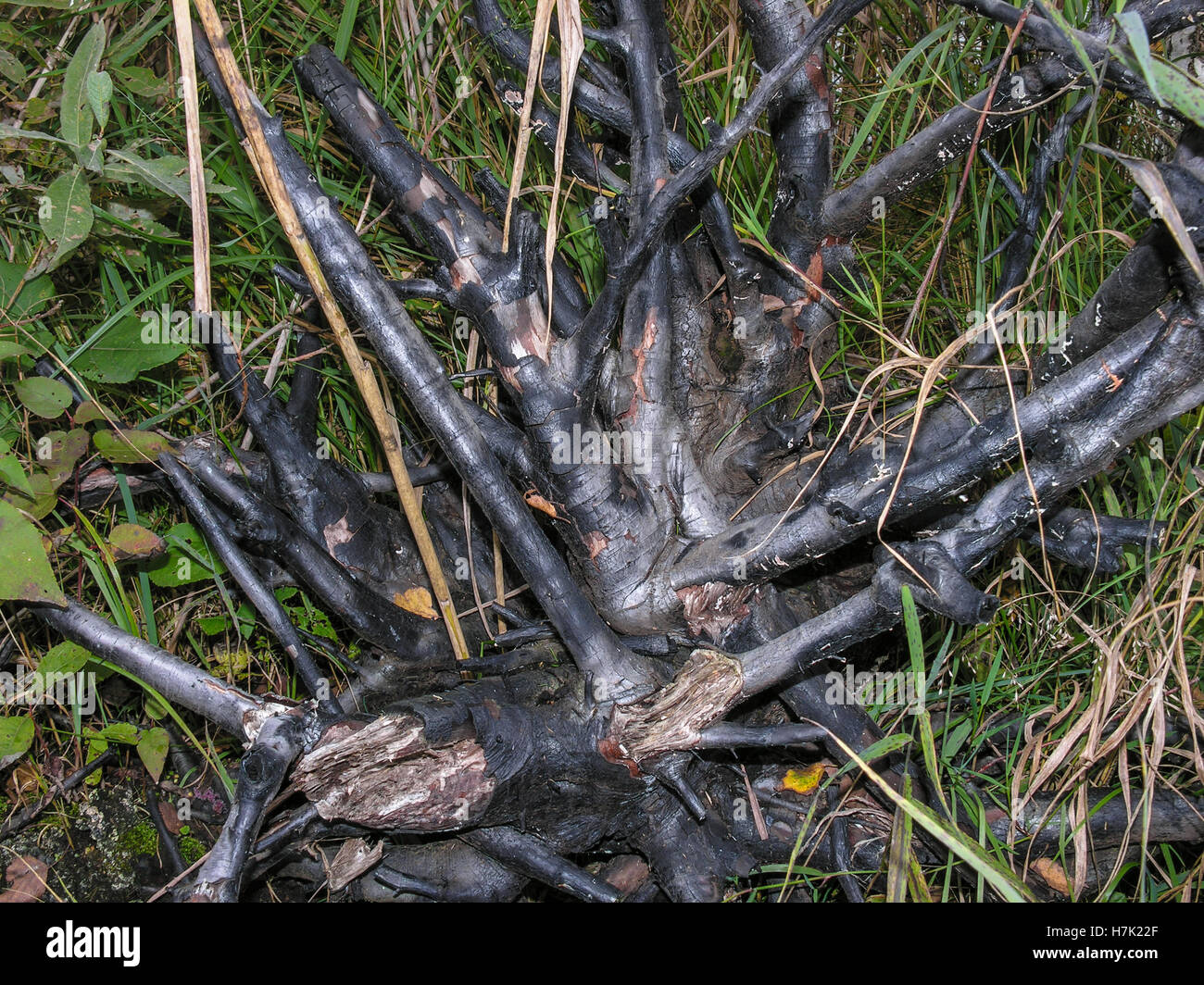 Birch Tree Root Stock Photos & Birch Tree Root Stock Images - Alamy