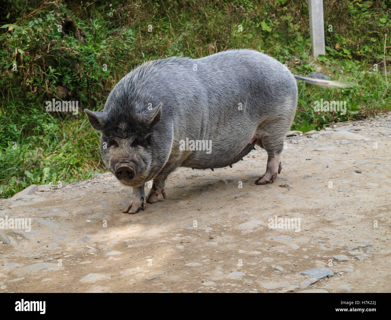 Bush pig painting hi-res stock photography and images - Alamy