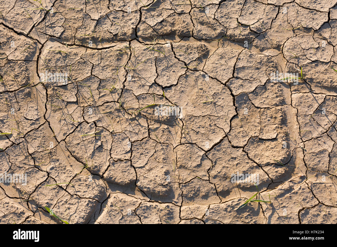 Cracked dry earth texture, desert land Stock Photo - Alamy